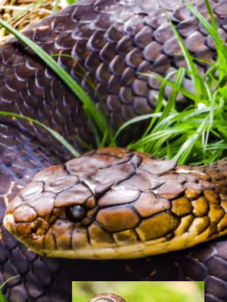 most poisonus animal in india, world keep spitting poison | Times Now ...