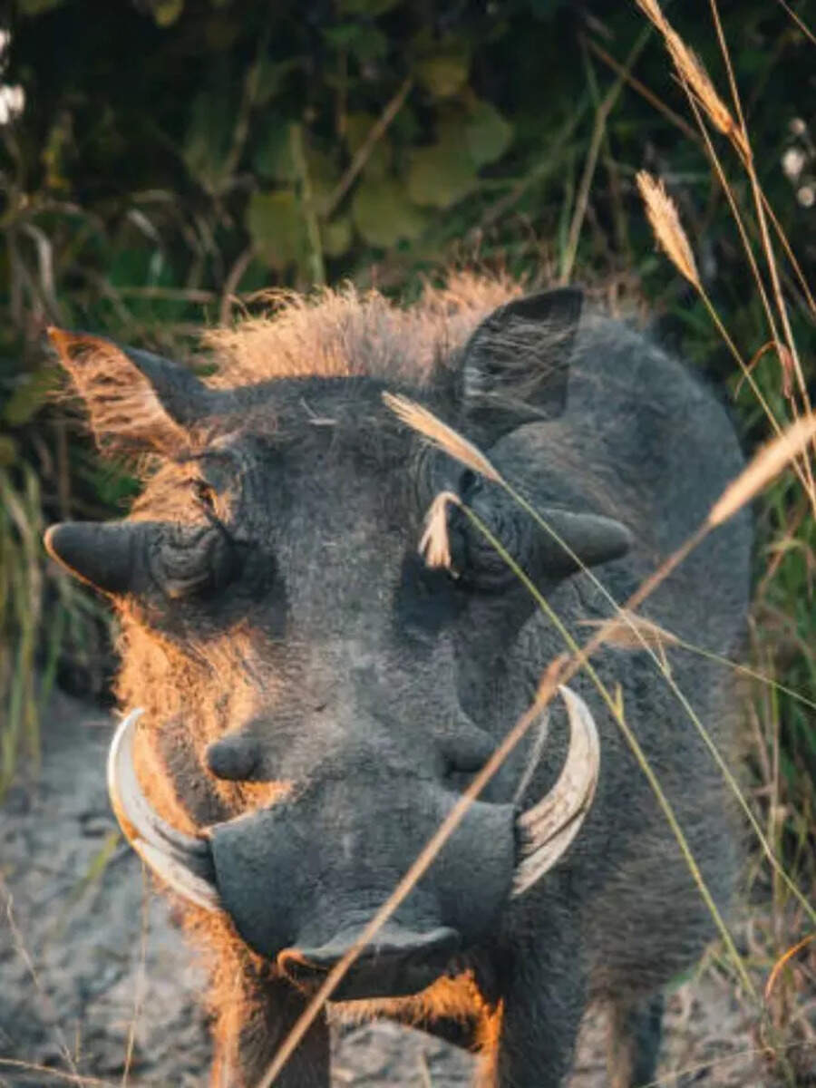 Interesting Facts About Wild Boar Jangli Suar Teeth Price | Times Now ...