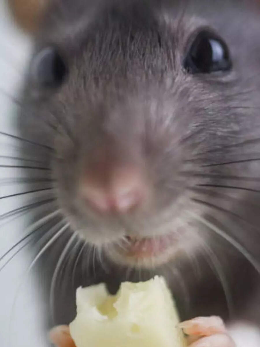 Why Do Rats Gnaw Everything Chuha Har Cheez Ko Kyon Kutar Dete Hain ...