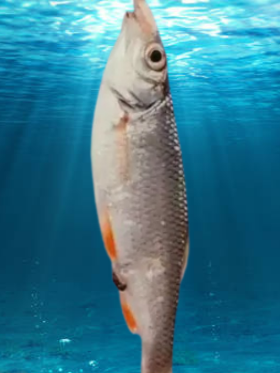 Ghol fish use in making of beer and medicines, Gujarat declared ghol is ...