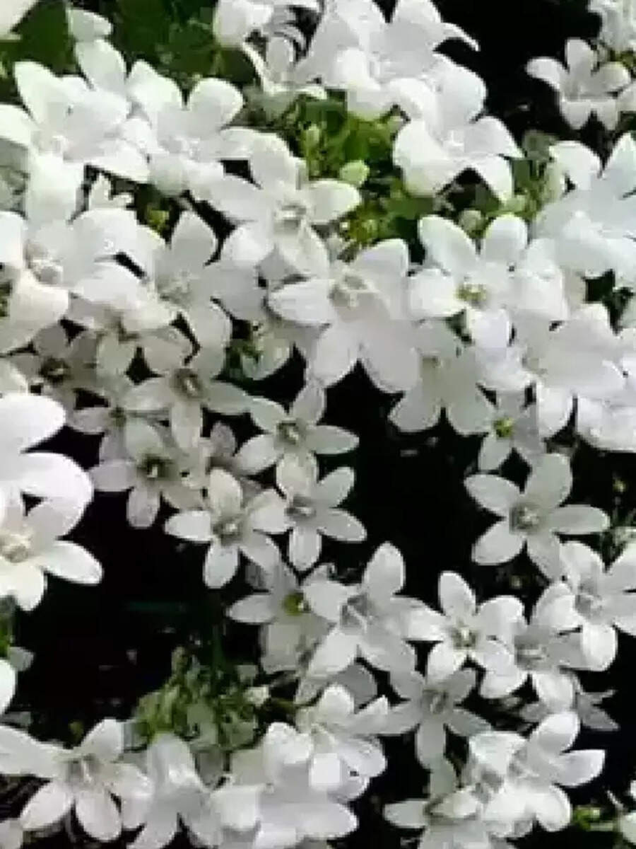 पाकिस्तान के राष्ट्रीय फूल का नाम जान खिलखिलाकर हंस पड़ेंगे आप What is ...