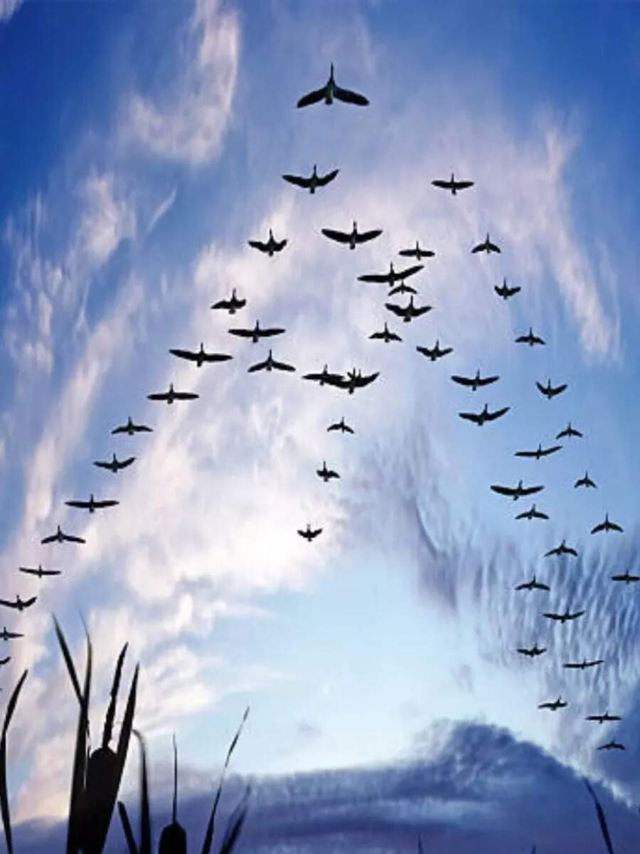 Why Do Birds Migrate Over Long Distances Know The Facts | Times Now ...