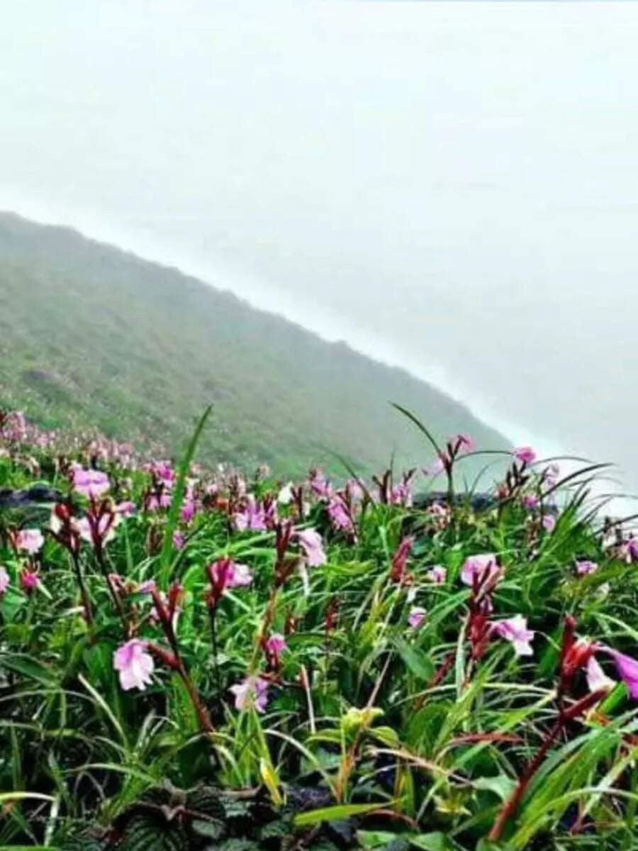 Manipur State Flower Shirui Lily Found in Ukhrul | Times Now Navbharat