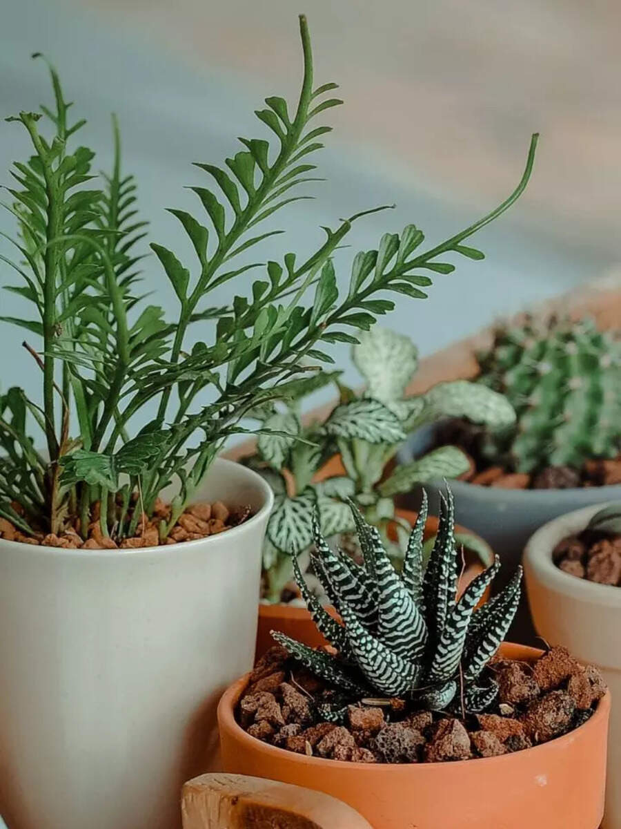Unlucky Plants For Home: These trees and plants invite death and become ... Unlucky Plants For Home: These trees and plants invite death and become ...