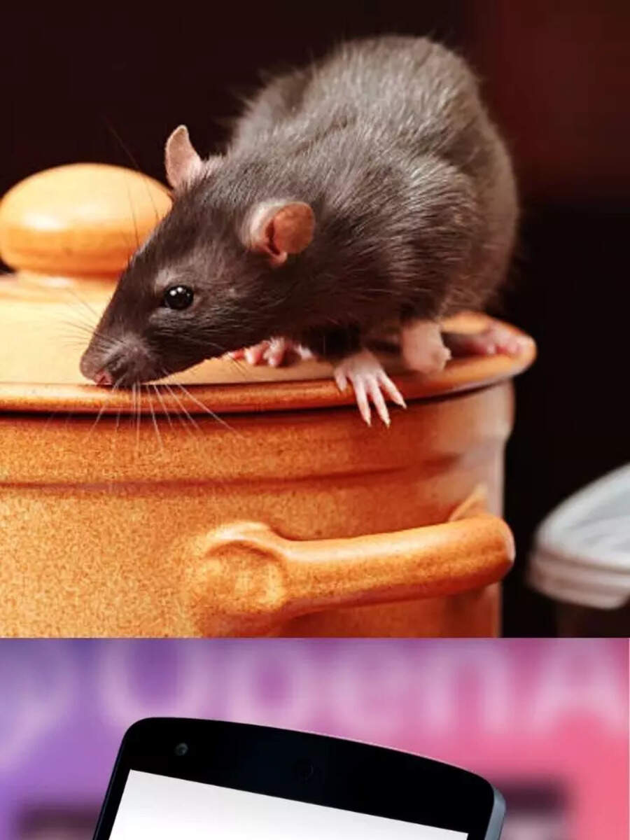 How To Drive Away Rats From Home ChatGPT Gave These Tricks | Times Now ...