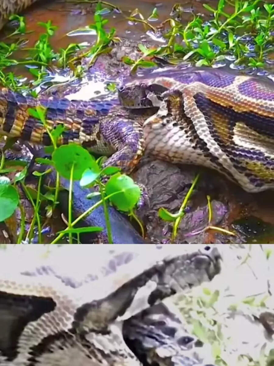 मगरमच्छ को ही जिंदा निगल गया ये अजगर, होश उड़ा देगा नजारा Deadliest ...