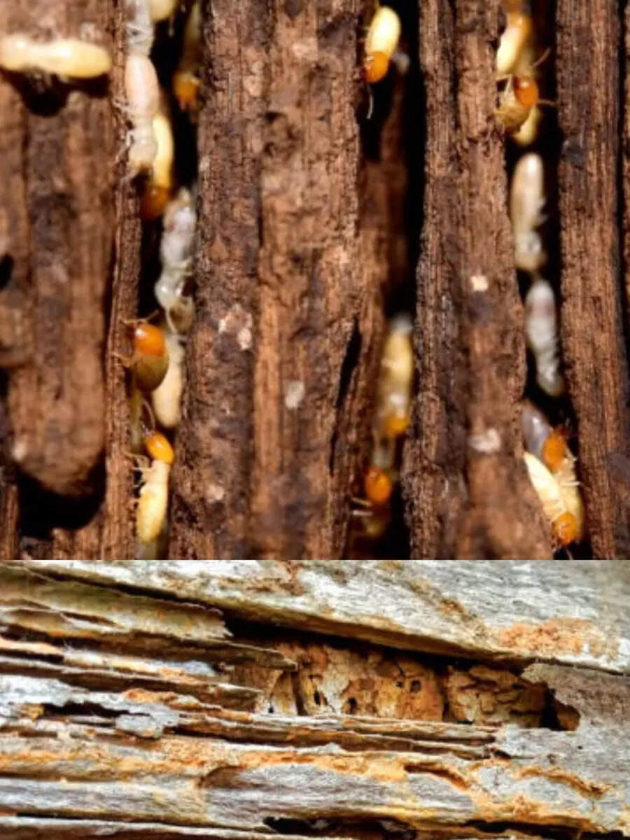 best hack how to drive away termite dimak from house | Times Now Navbharat