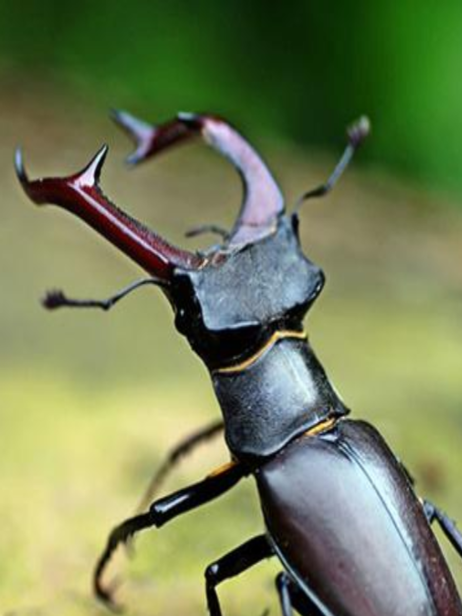 या किड्याची किंमत आहे 74 लाख, जाणून घ्या खासियत - stag beetle is most ...