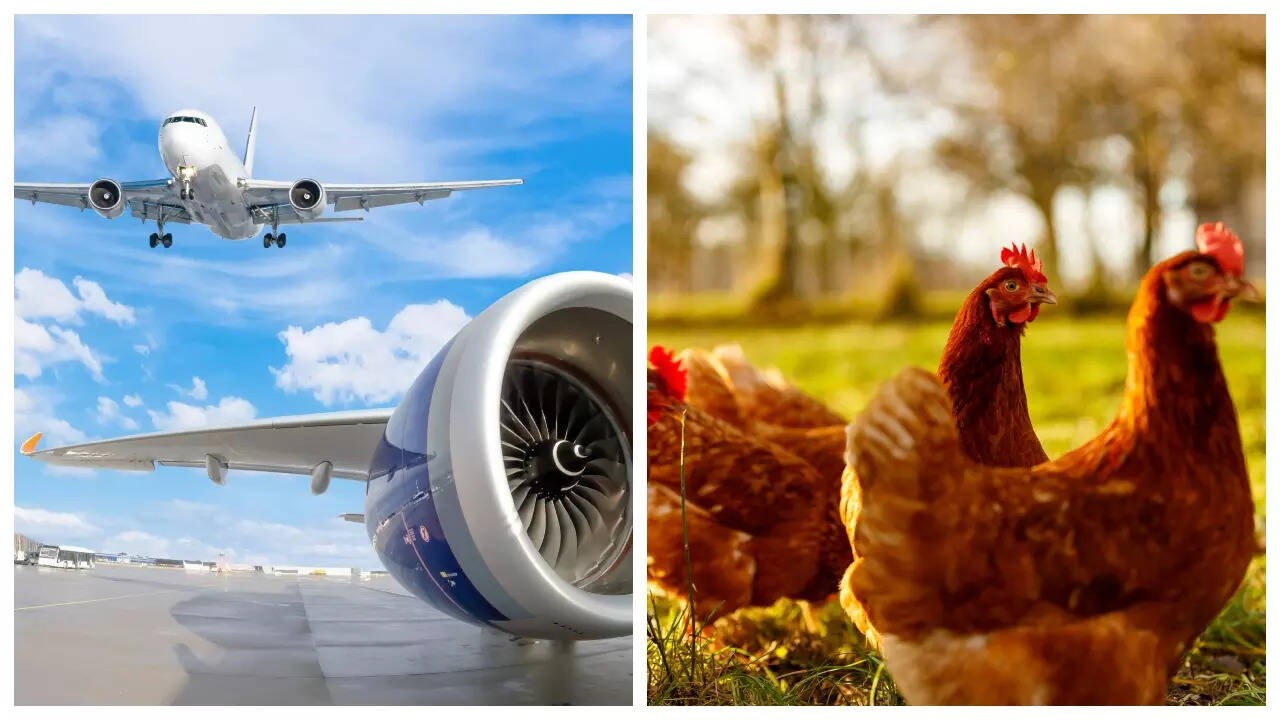 Chicken on Airplane: आखिर हवाई जहाज के इंजन पर क्यों फेंके जाते हैं ...