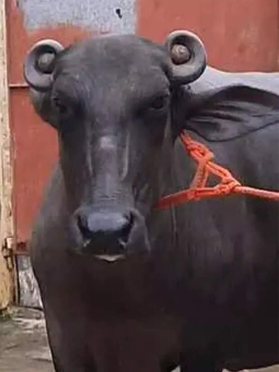 मुर्रा नस्ल की भैंस सबसे महंगी और दूधारू: Murrah Breed Milky Buffalo is ...