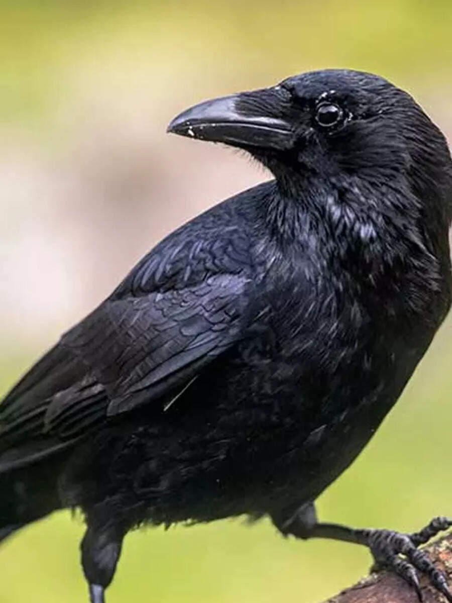 आखिर कितना लंबा जीता है कौआ, जवाब चौंका ही देगा What is the lifespan of ...