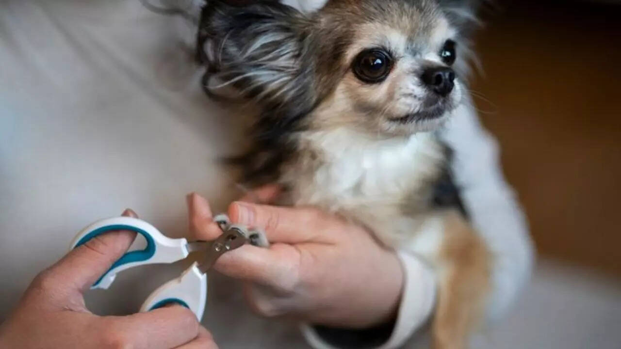 7 Best Dog Nail Cutters & Clippers For The Grooming