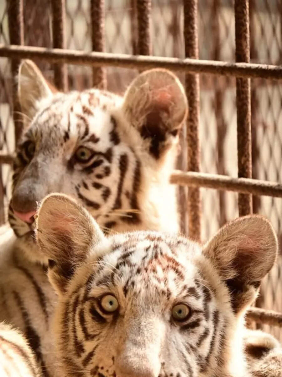 Welcome Tigers Two More Tigress Cubs Born In India Take A Look At The ...