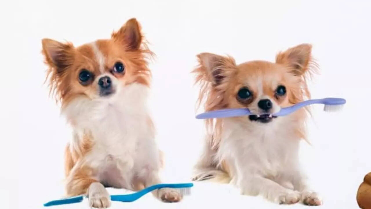 Best toothpaste for dogs to keep their gums and teeth healthy