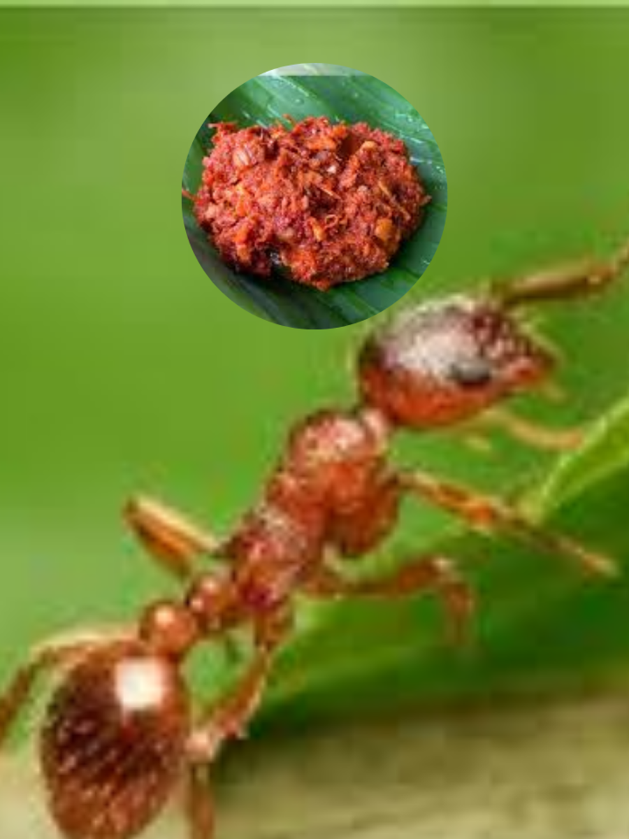 Red Ant Chutney: Why Lal chiti chatni win Award, Odisha Red Ant chutney ...
