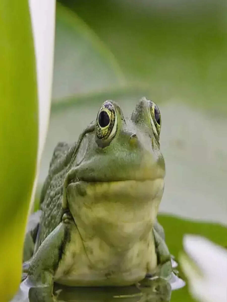बेडूक कधीच पाणी पीत नाही, हे आहे कारण - how do frog drink water method ...