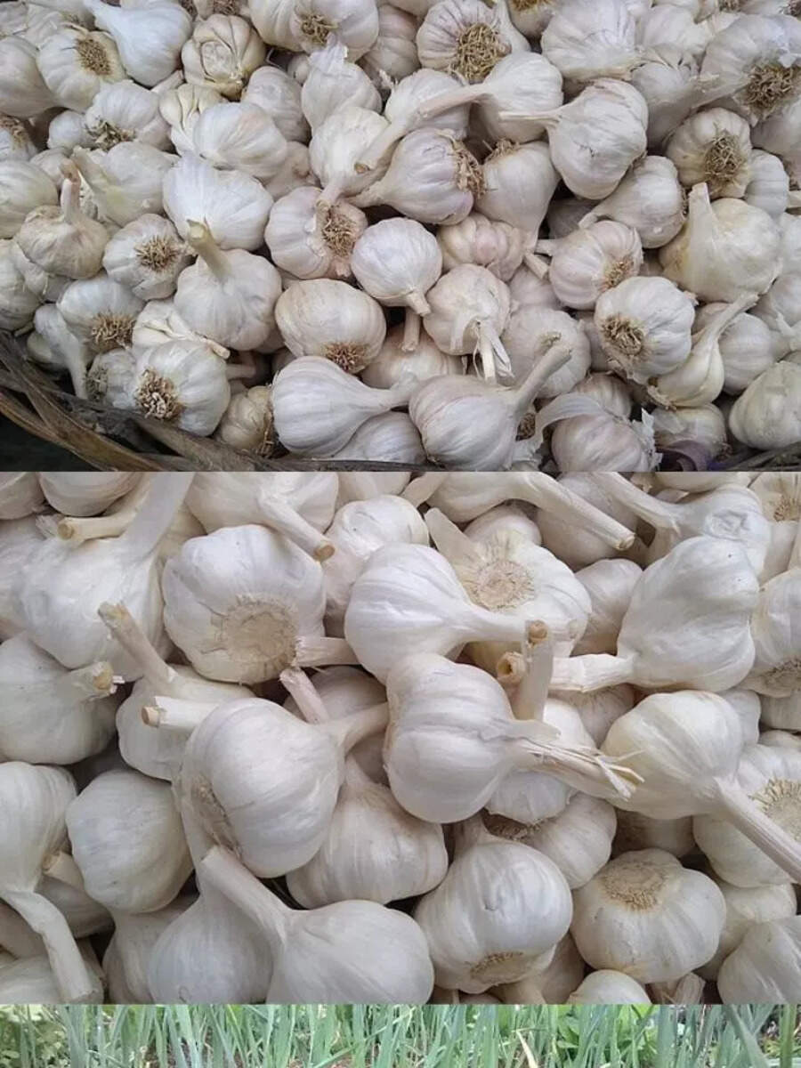 Top 10 Garlic Production States Of India, Which Is Number One, Feeds ...