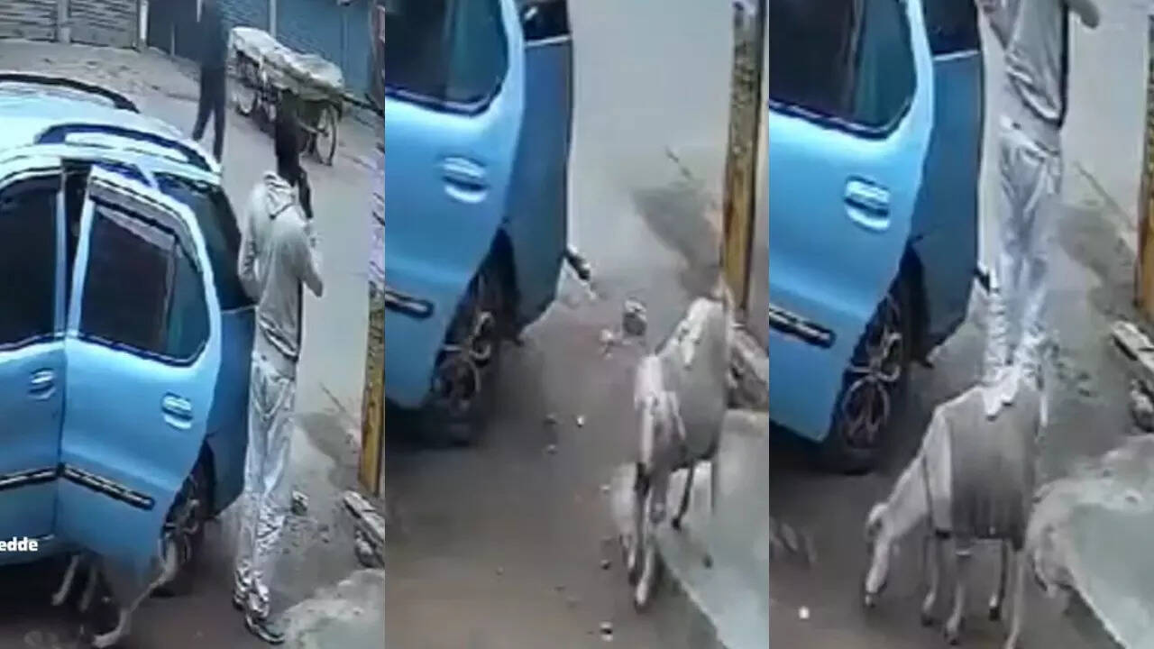goat thief caught on camera you will laugh after seeing viral video ...