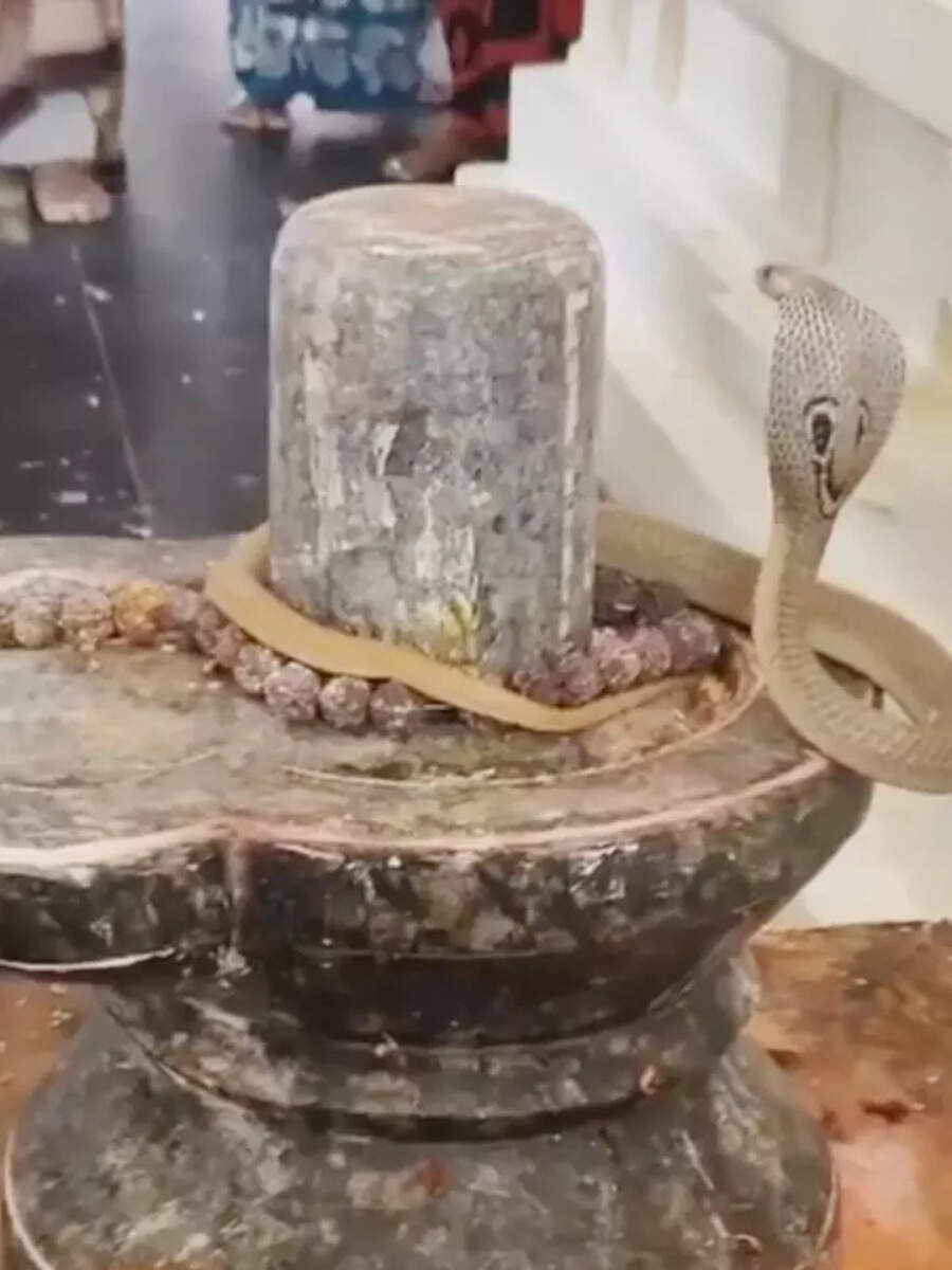राम मंदिर में अद्भुत नजारा, शिवलिंग से लिपटे दिखे नाग देवता Snake coils ...