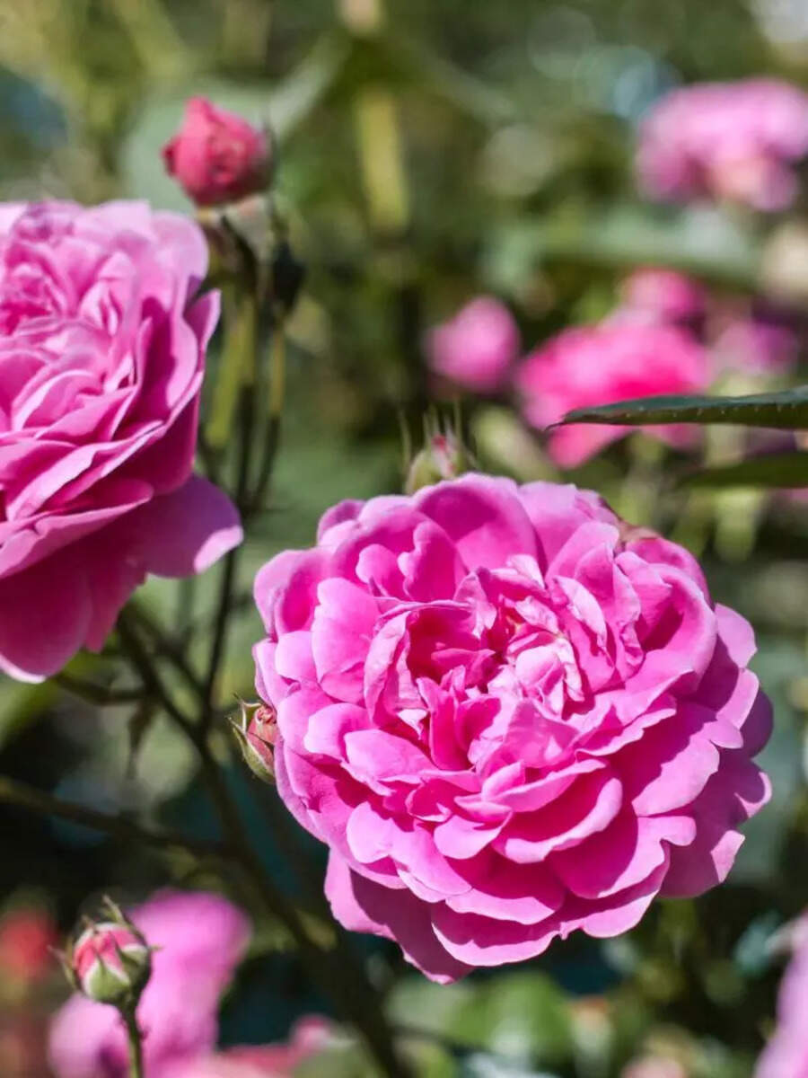 Beautiful Rose Gardens in India: India Best Rose Gardens, Rose Gardens ...