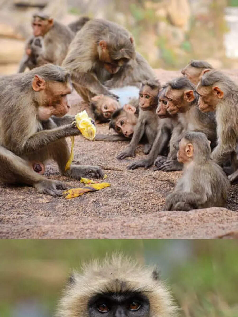 best hack to drive away monkey from your home roof | Times Now Navbharat