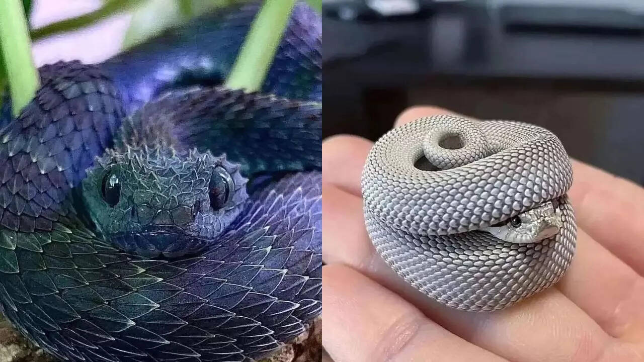 Snake Collection: दुनिया के सबसे खूबसूरत सांप, डरने के बजाय फैन हो जाएंगे