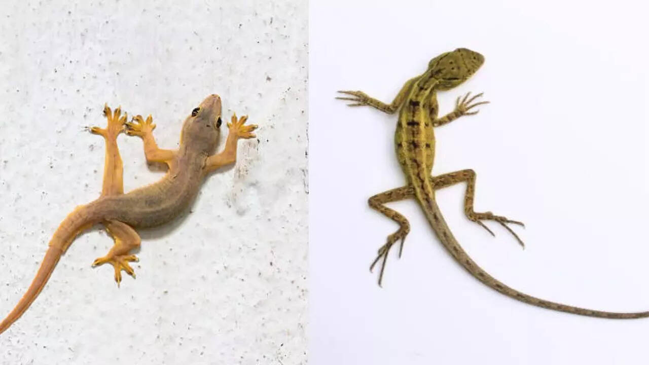 छिपकलियों से चाहिए छुटकारा, तो आज ही अपना लें ये टिप्स, दोबारा नहीं ...