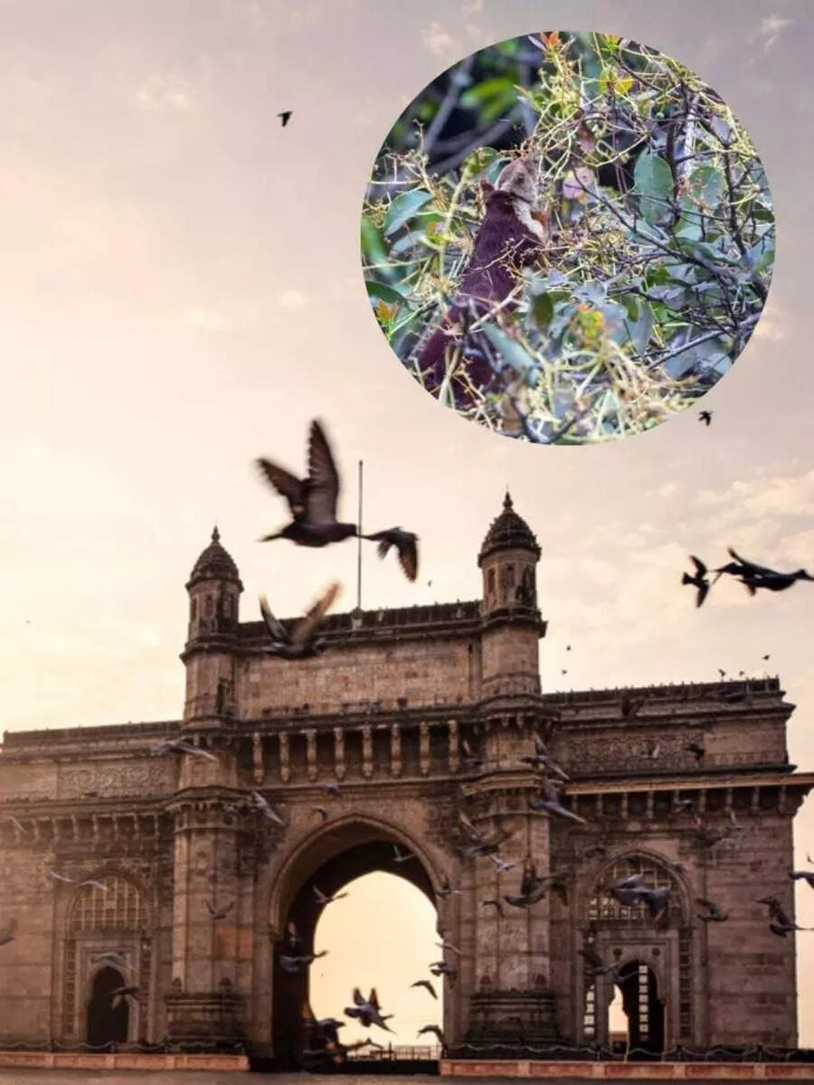 State Animal Of Maharashtra Indian Giant Squirrel | Times Now Navbharat