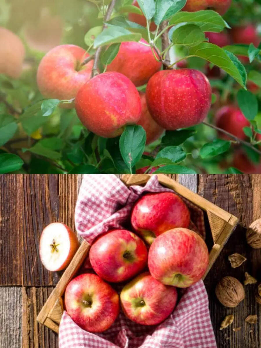 Apple Production In India State Wise, Total Apple Production In India ...