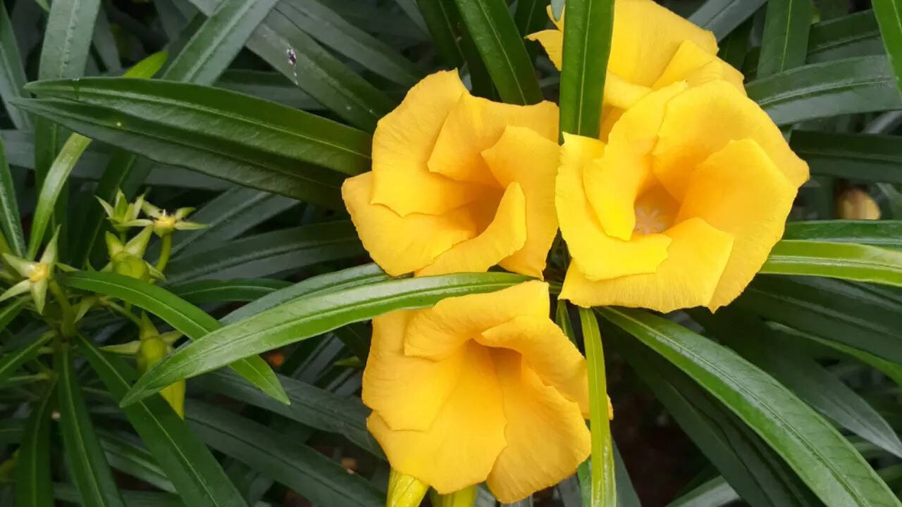 महादेव के प्रिय कनेर के फूल इन 5 समस्याओं के लिए हैं रामबाण- Kaner Or ...