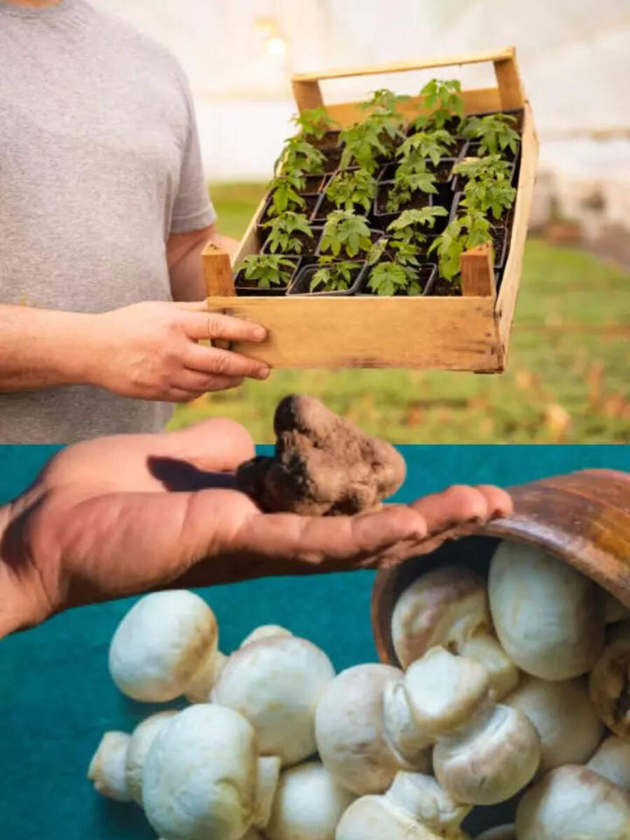 Top 10 Most Expensive Vegetables In The World, Most Expensive ...