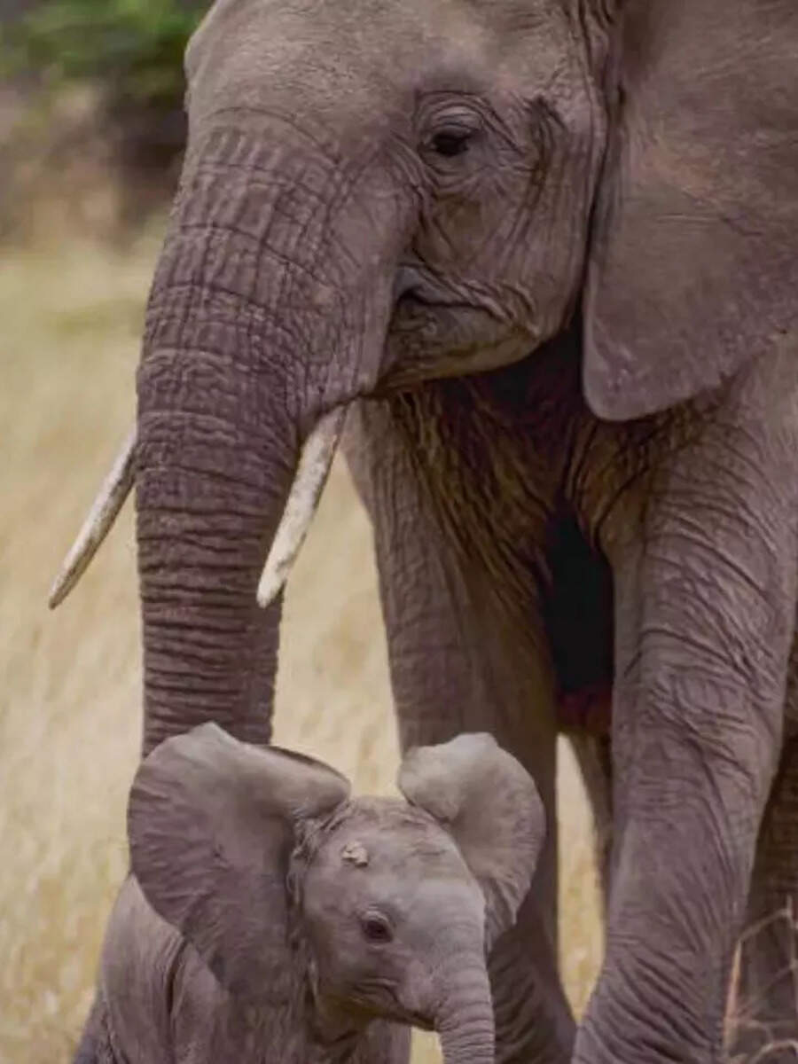 जन्मावेळी हत्तीच्या पिल्लाचे वजन किती असते? - how much is baby elephant ...