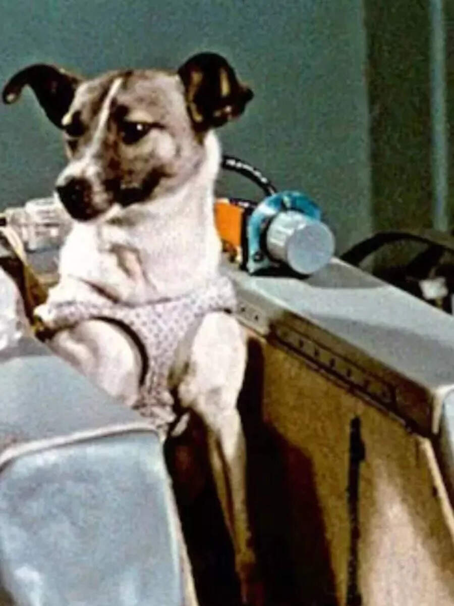 Laika the first dog launched into space - हा होता अंतराळात जाणारा पहिला ...