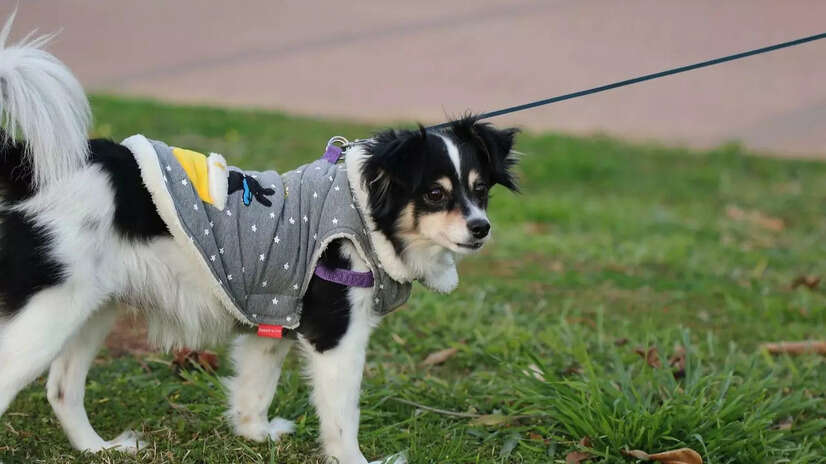 Best Male Dog Clothes: Unleash Your Pet’s Swag