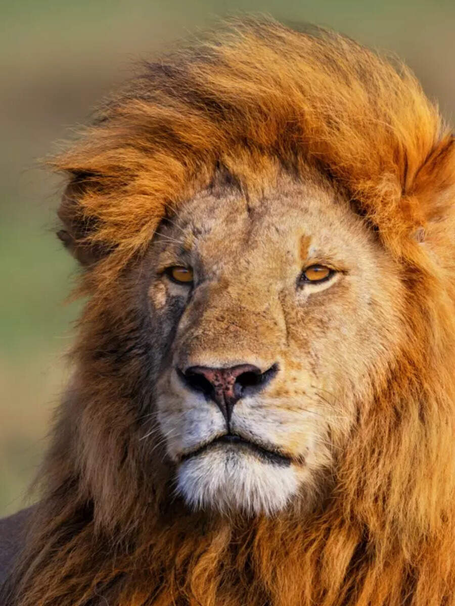 Chanakya Niti: शेर से सीख ली ये बातें तो दिन दूनी रात चौगुनी होगी ...