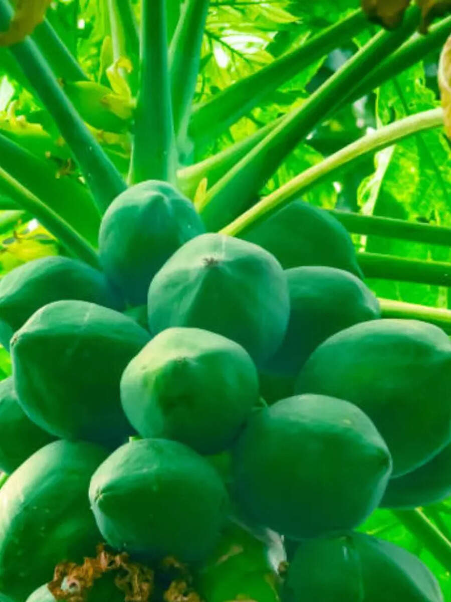 top 6 papaya producing states know which produces most | Times Now ...