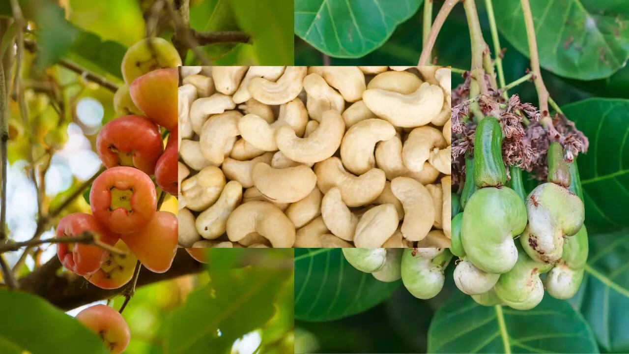 kaju ki kheti kahan hoti ha, Cashew Cultivation: भारत में कहां और कैसे ...
