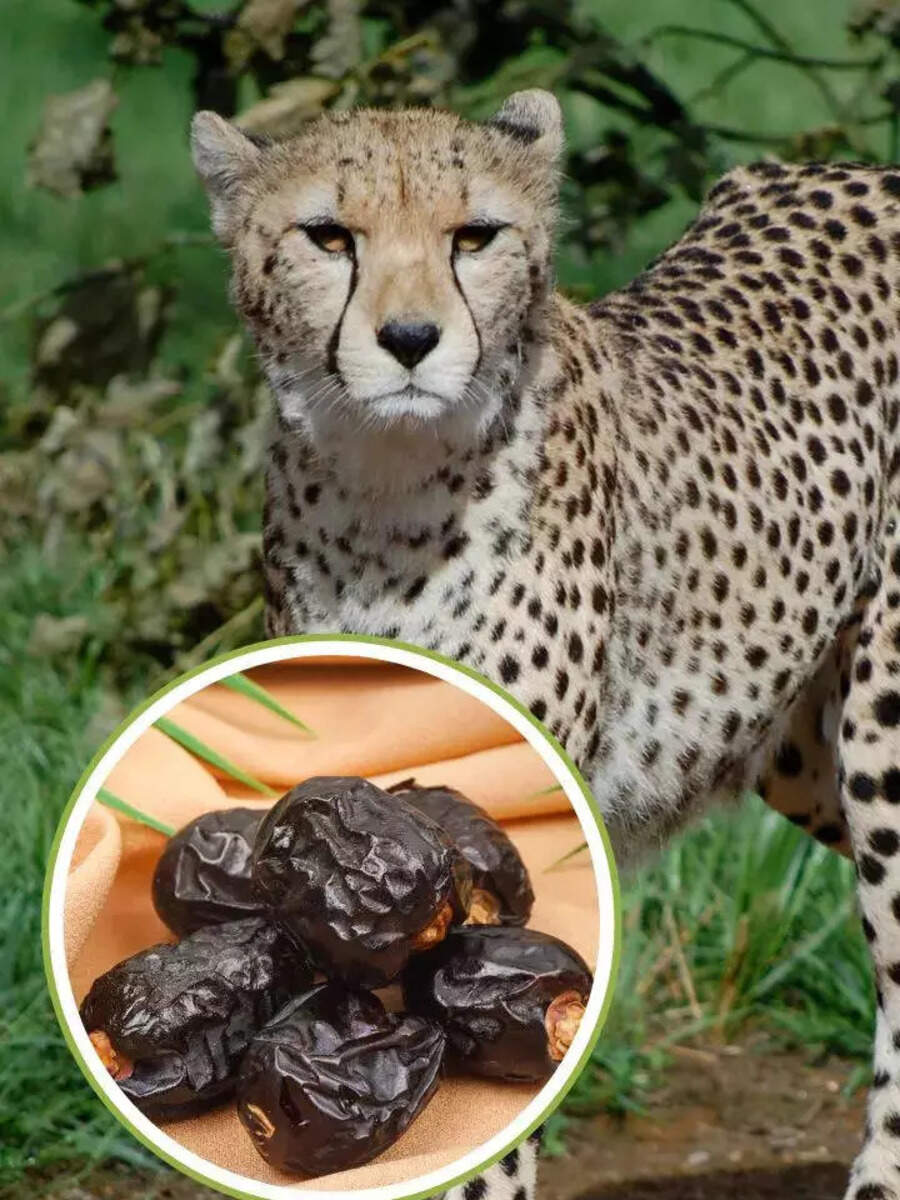 जगातील सर्वात महागडे खजूर, रोज 1 खा अन् हे फायदे मिळवा - most expensive ...