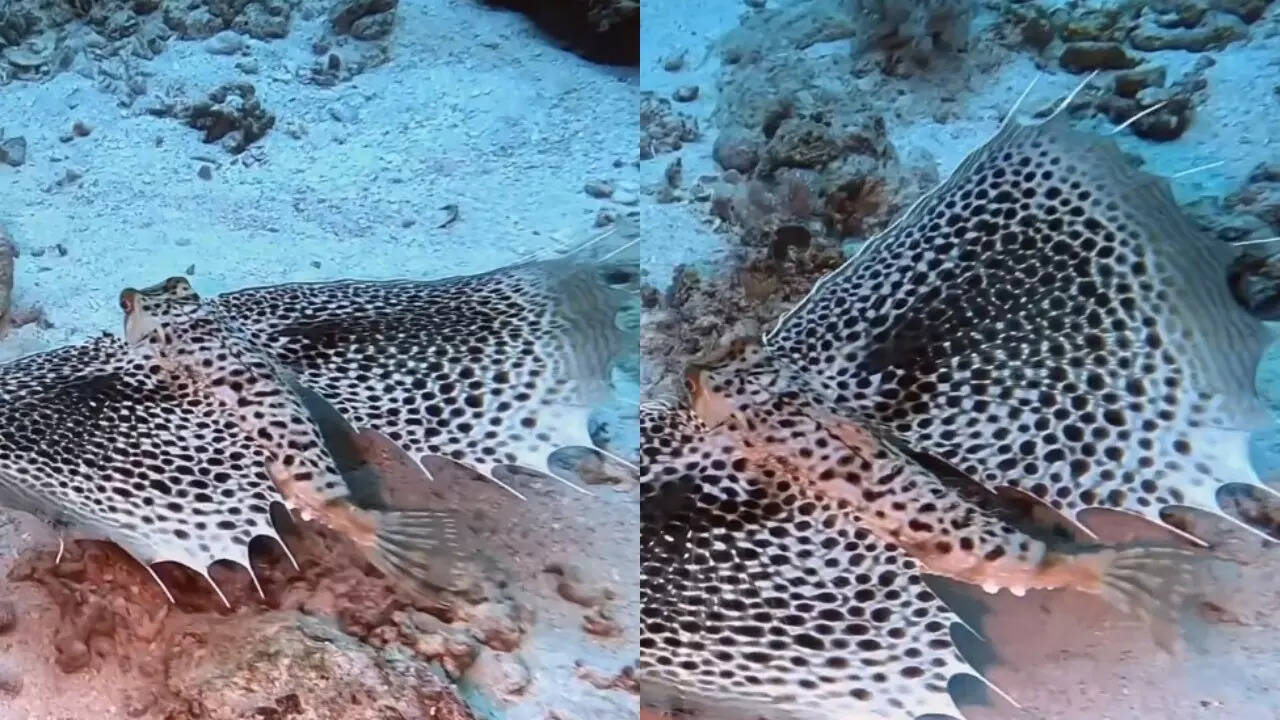 Trending Video Today winged fish caught on camera | Times Now Navbharat