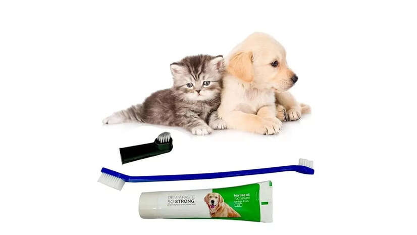 Best toothpaste for dogs to keep their gums and teeth healthy
