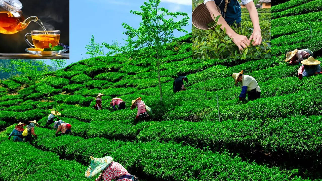 chai ki kheti kahan hoti hai, भारत में कहां और कैसे होती है चाय की खेती, कितना होता है उत्पादन ...