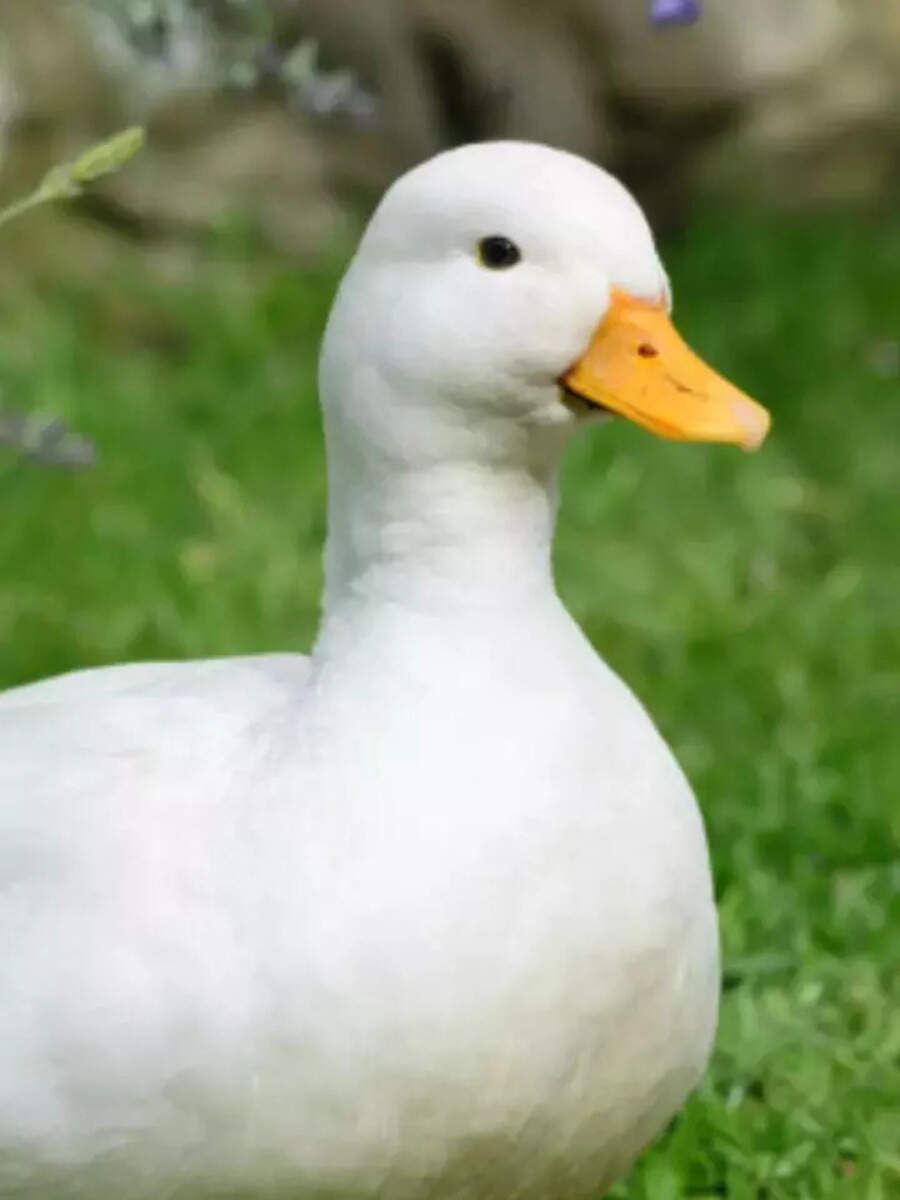 बदके किती वर्षे जगतात? - what is the lifespan of duck | Times Now Marathi