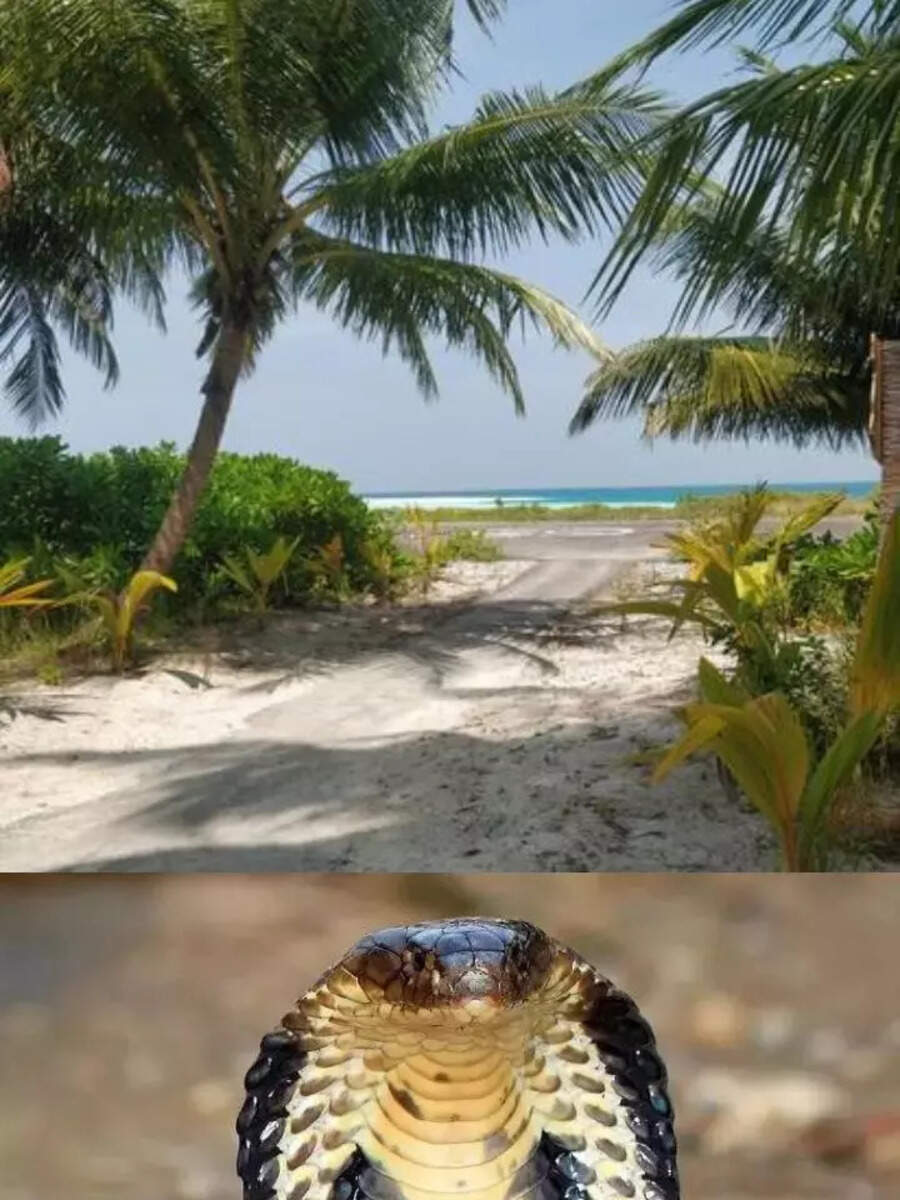 भारतातील या राज्यात आढळत नाही साप; मिळाला Snake Free State चा दर्जा ...