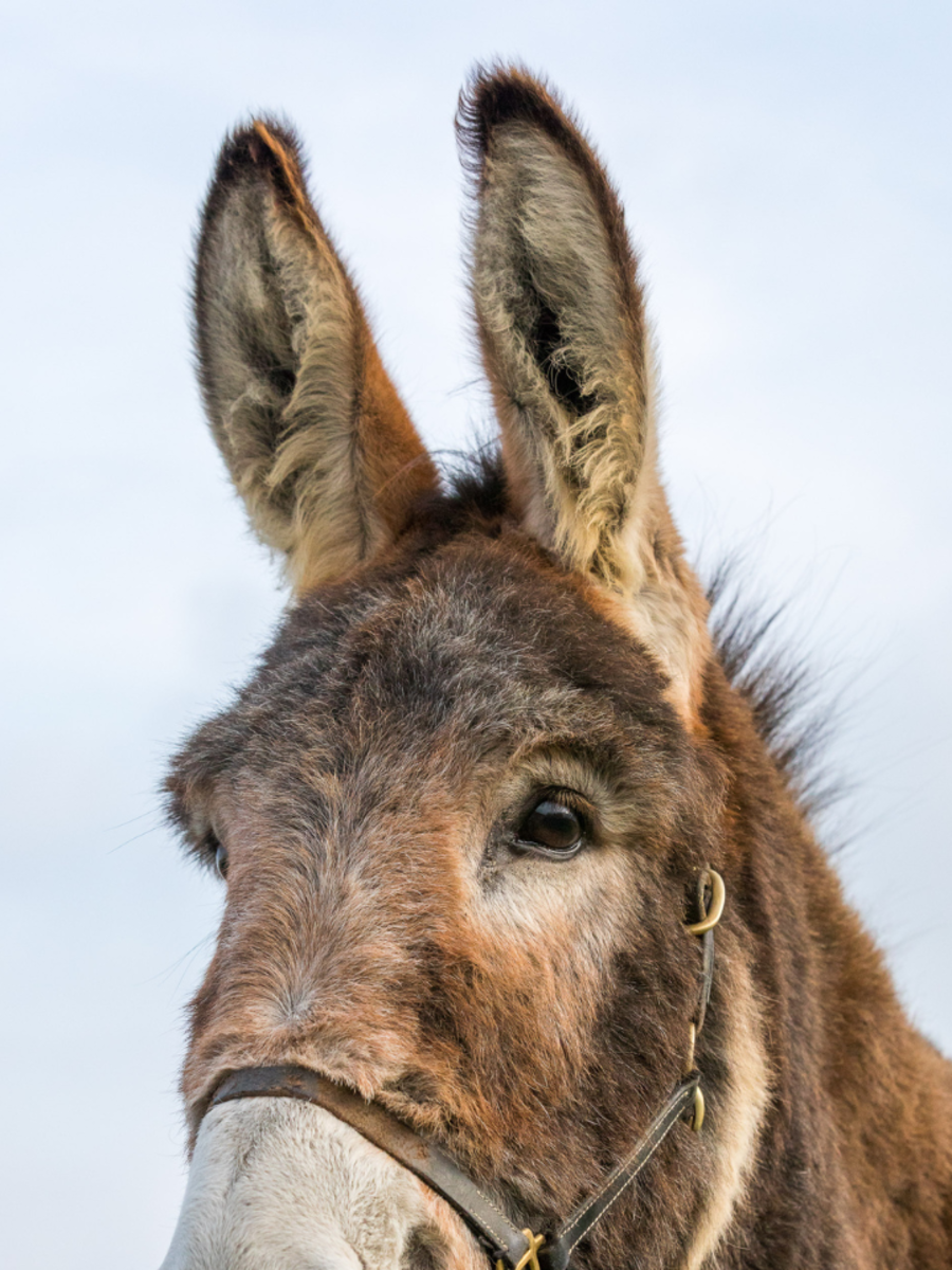 इस जानवर का दूध बिकता है दुनिया में सबसे महंगा, चमत्कारी फायदे जान आप ...