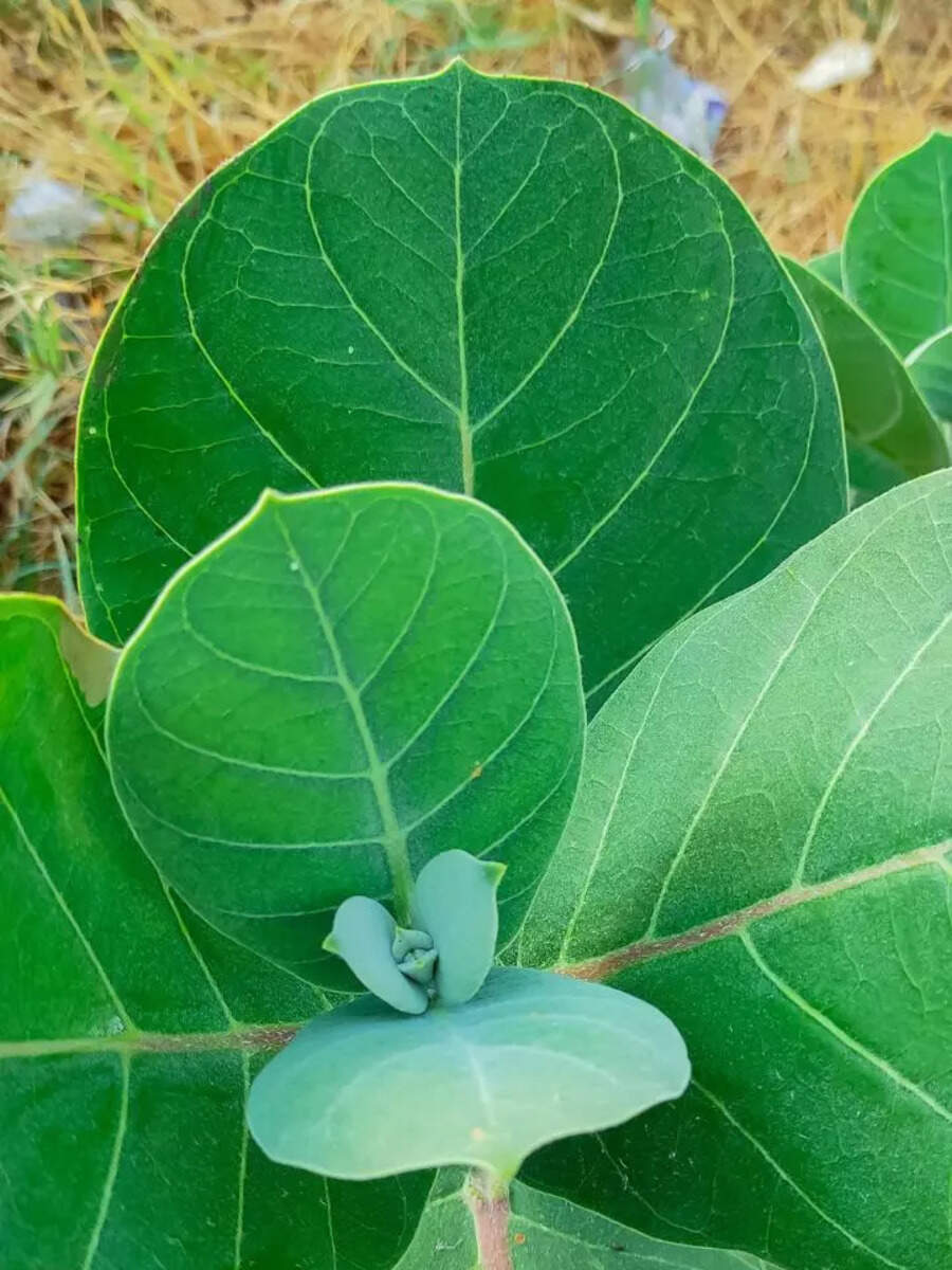डायबिटीज का दुश्मन है ये हरा पौधा, खाने नहीं पैर के तलवों में लगाने से ...