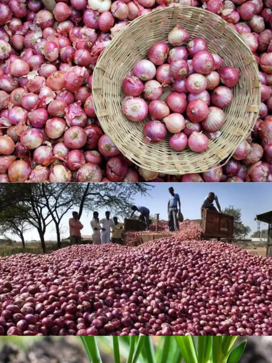 Which Countries Import Onion From India To India, Which Countries ...