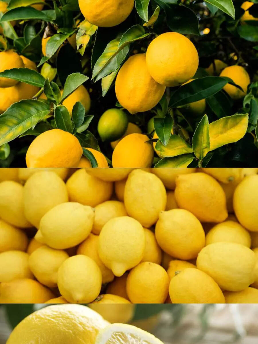 Top 10 Lemon Production States, Lemon production, Top 10 lemon ...