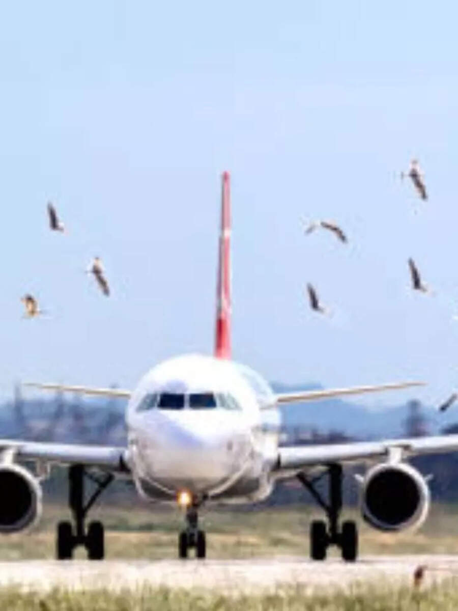 Why Chicken Thrown On Airplane Engines Know Here GK Trending Quiz ...