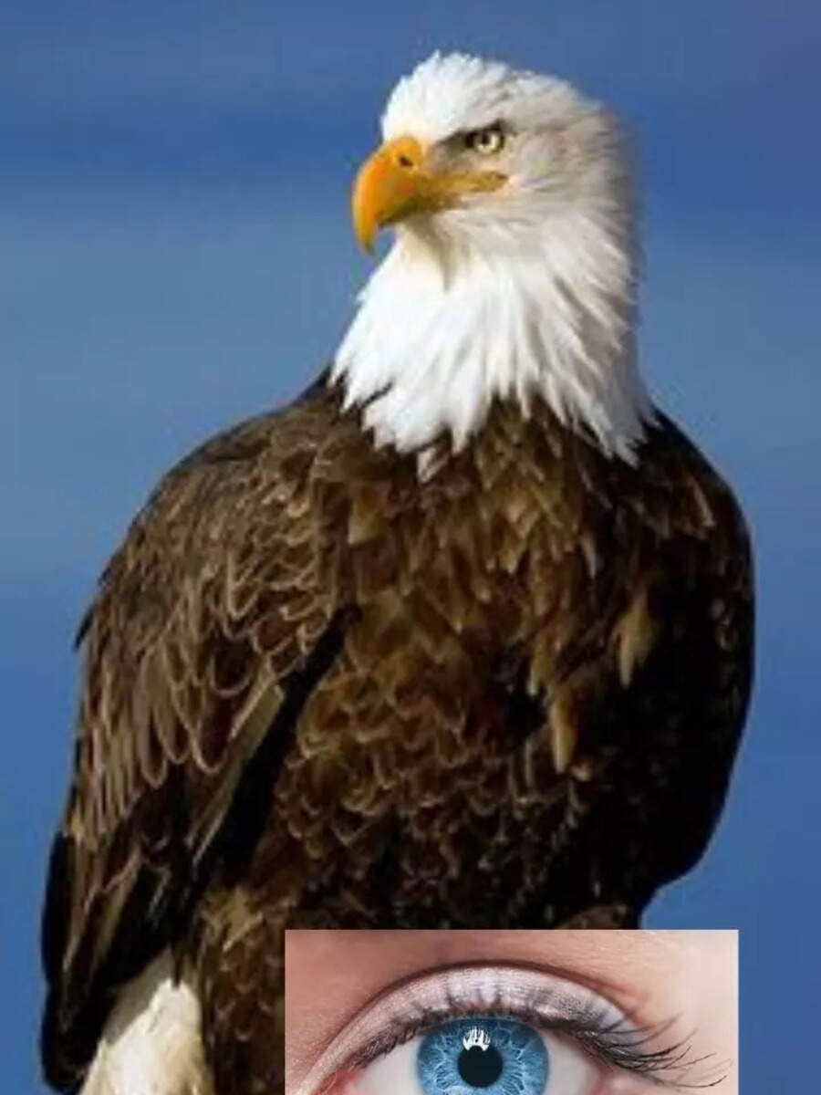 Who Can See Farther Eagle Or Human Eagle VS Human Eye Vision- चील या ...