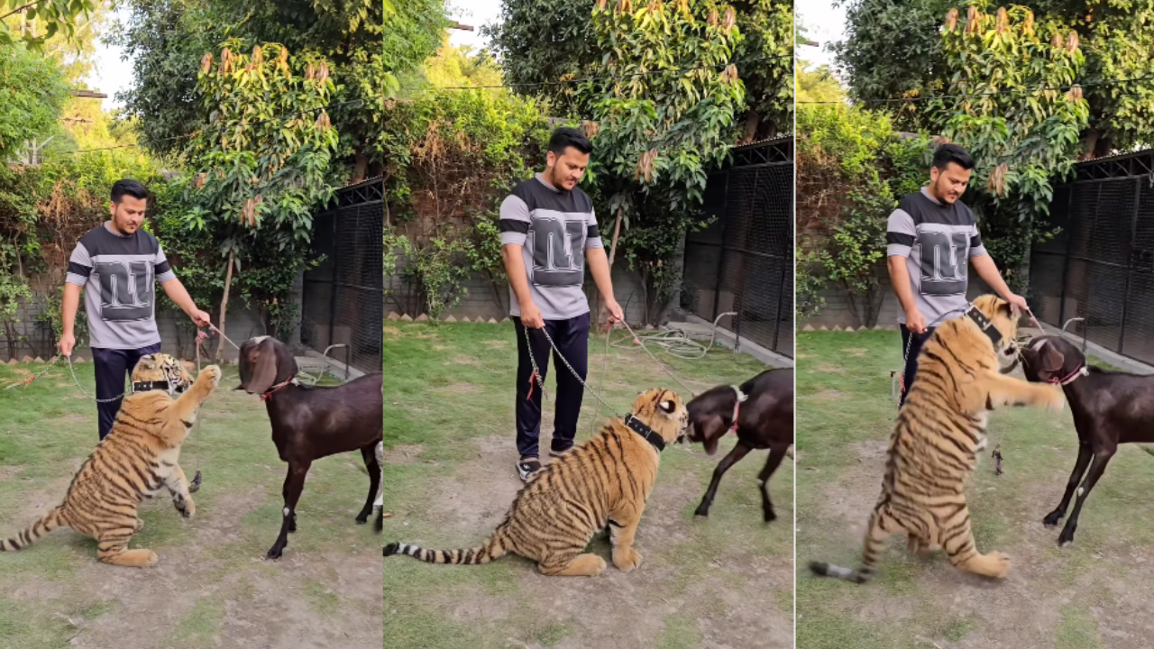 Viral Video: बकरी ने कर दी बाघ की हवा टाइट, किया ऐसा हमला देखकर आप भी ...